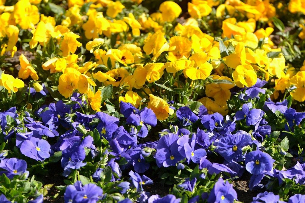 7 conseils pour la conception de jardins de fleurs